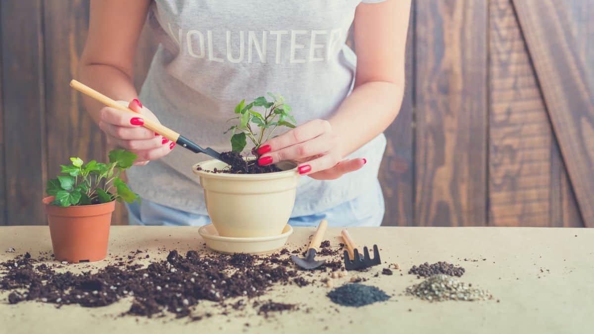 How to Use Plant Propagation to Grow the Best Plants - Gardening Mentor