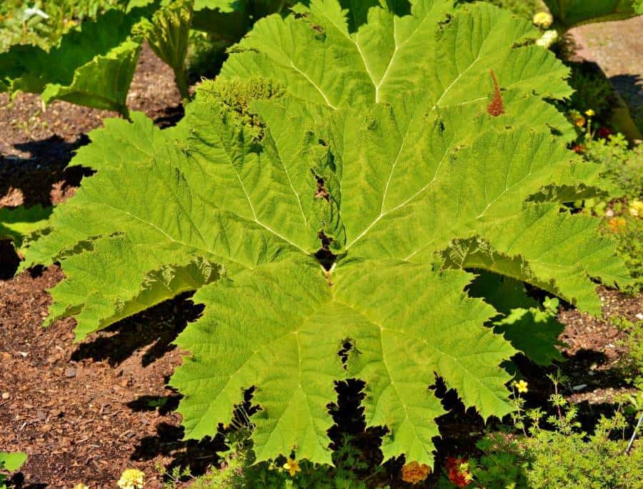 Can Gunnera Be Grown In A Pot? - Gardening Mentor