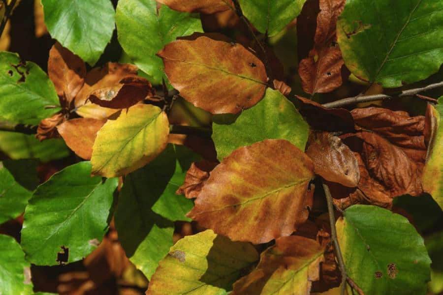 9 Awful Reasons For Seedling Leaves Turning Brown (And How To Fix This ...