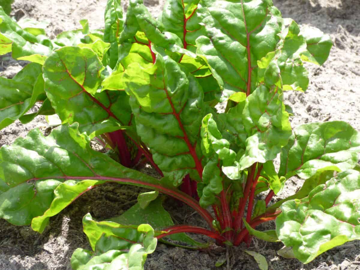 How To Grow Swiss Chard In A Pot - Gardening Mentor
