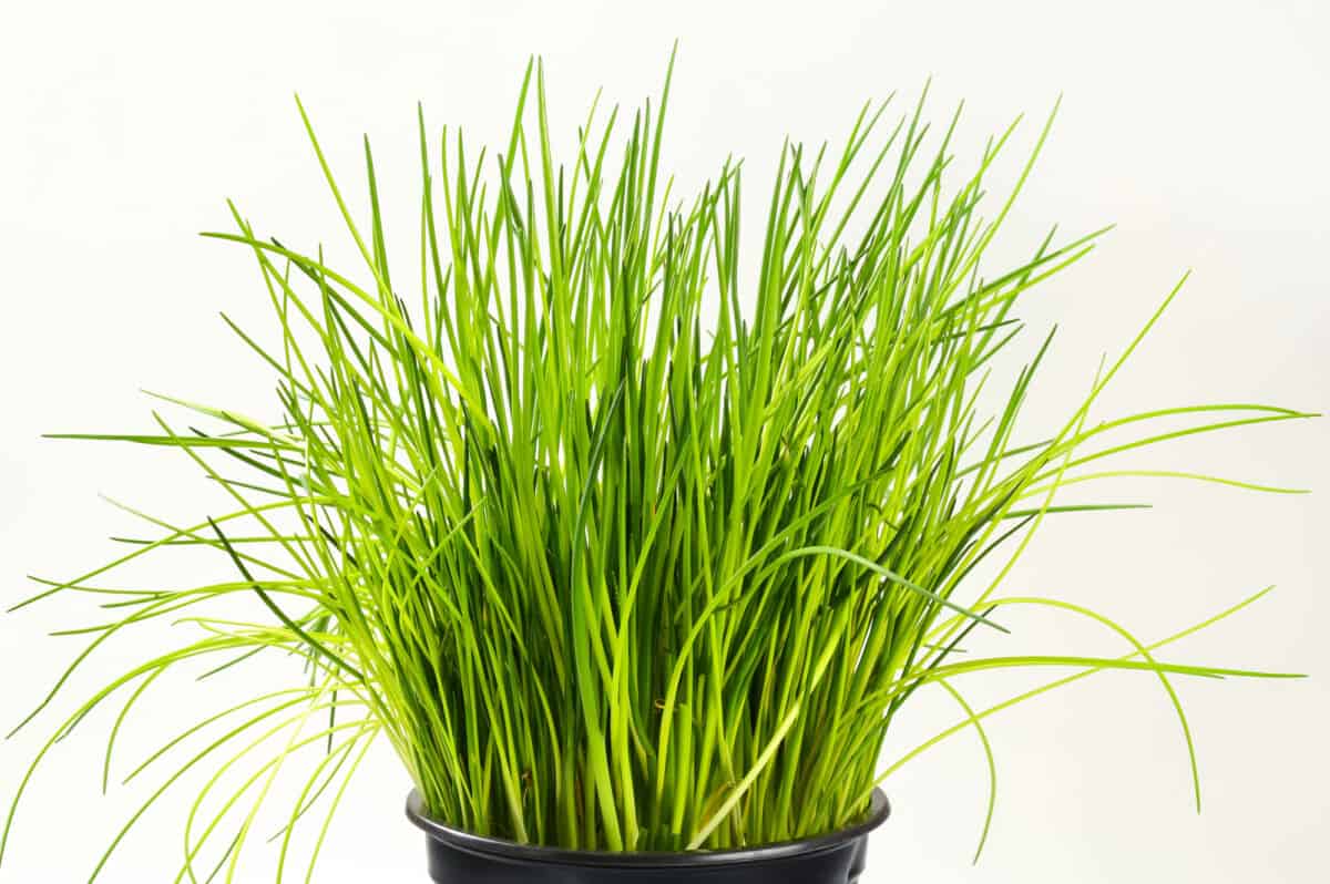 How To Grow Chives In A Pot - Gardening Mentor
