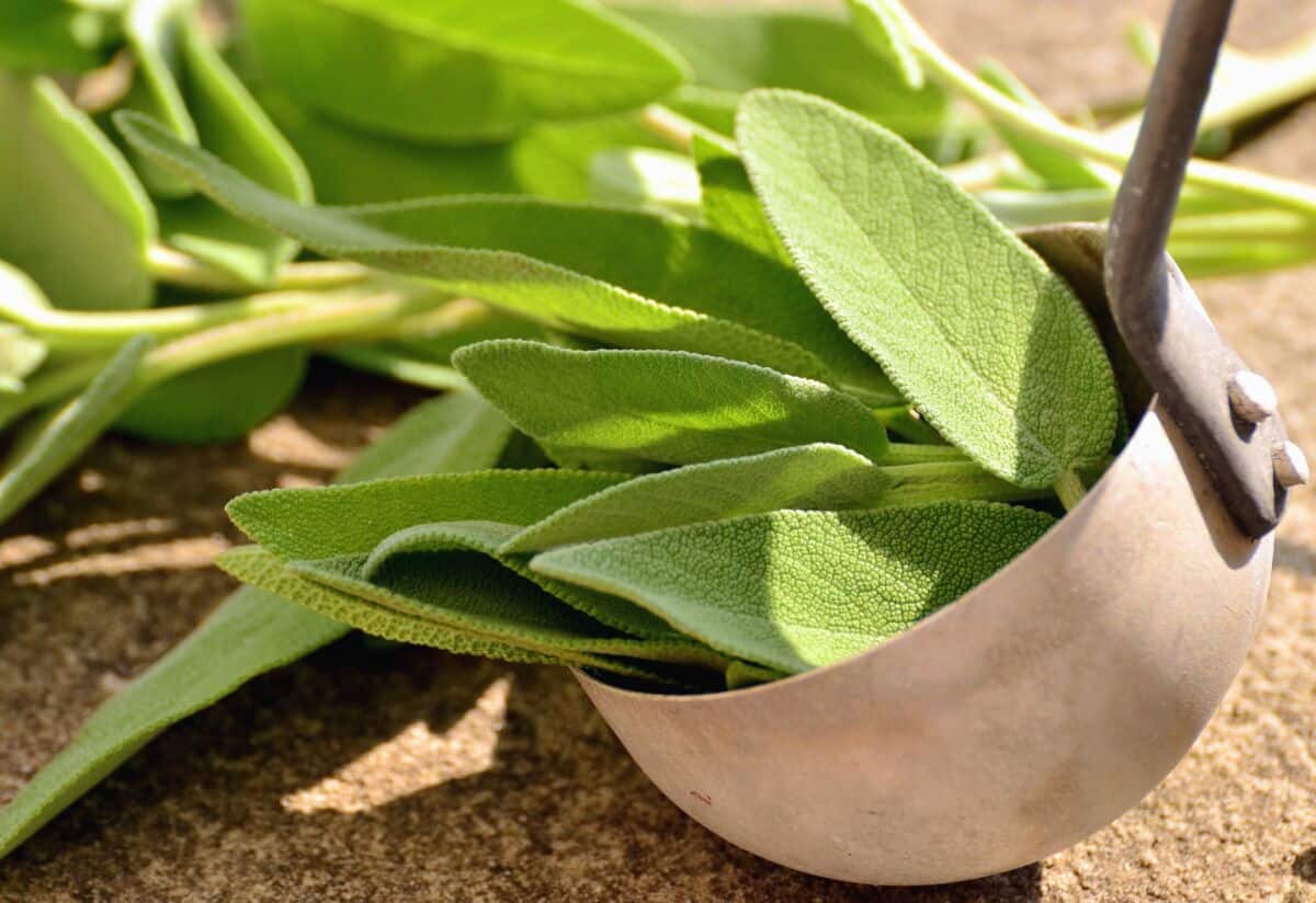 How To Grow Sage In A Pot - Gardening Mentor
