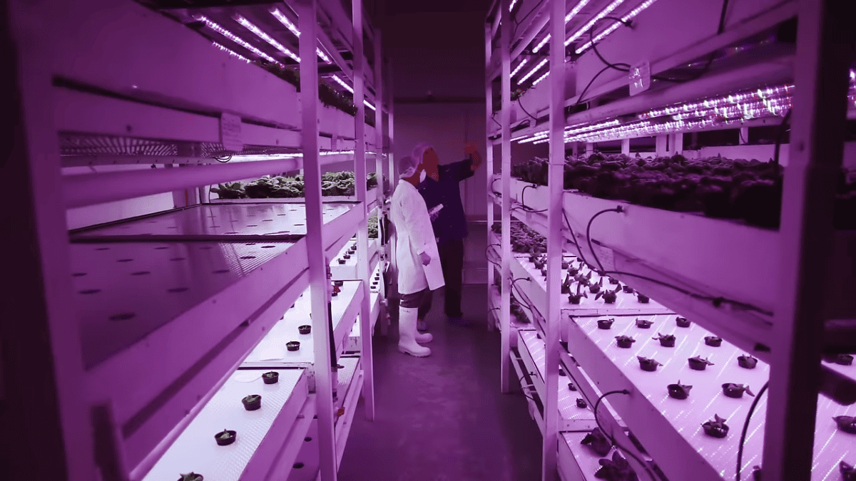 This Farm Grows Vegetables With Zero Soil And 95% Less Water ...