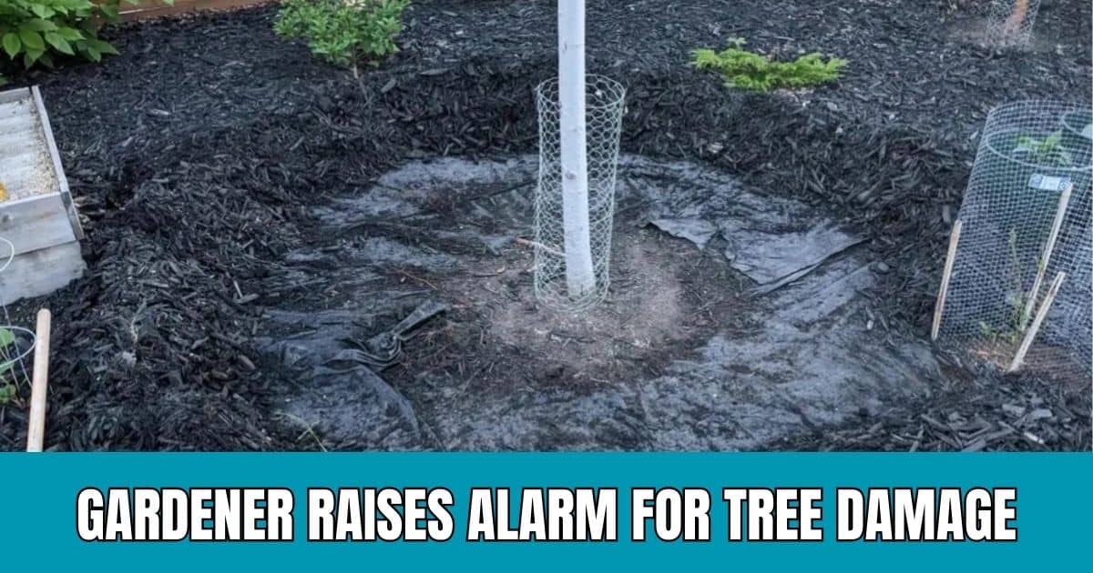 Gardener Raises Alarm with Disturbing Images of Landscaping Fabric ...