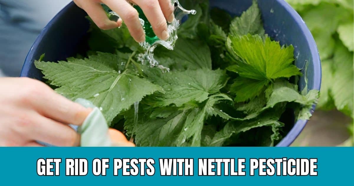 How To Use Nettle Pesticide For Your Plants - Gardening Mentor