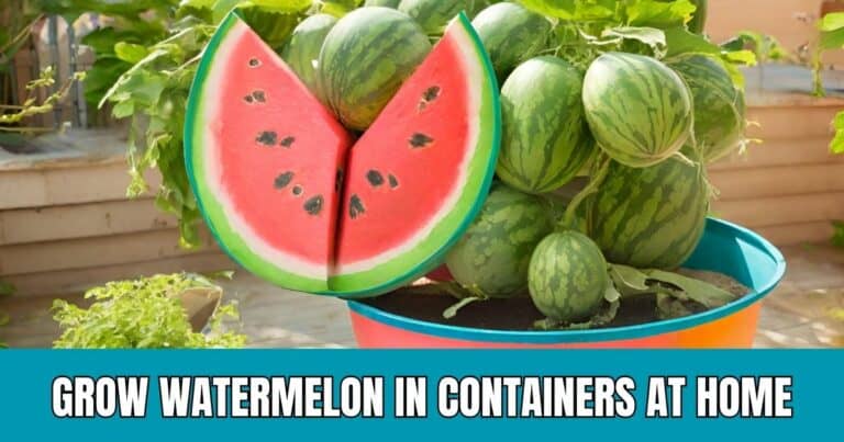 How To Grow Watermelons At Home In Containers - Gardening Mentor