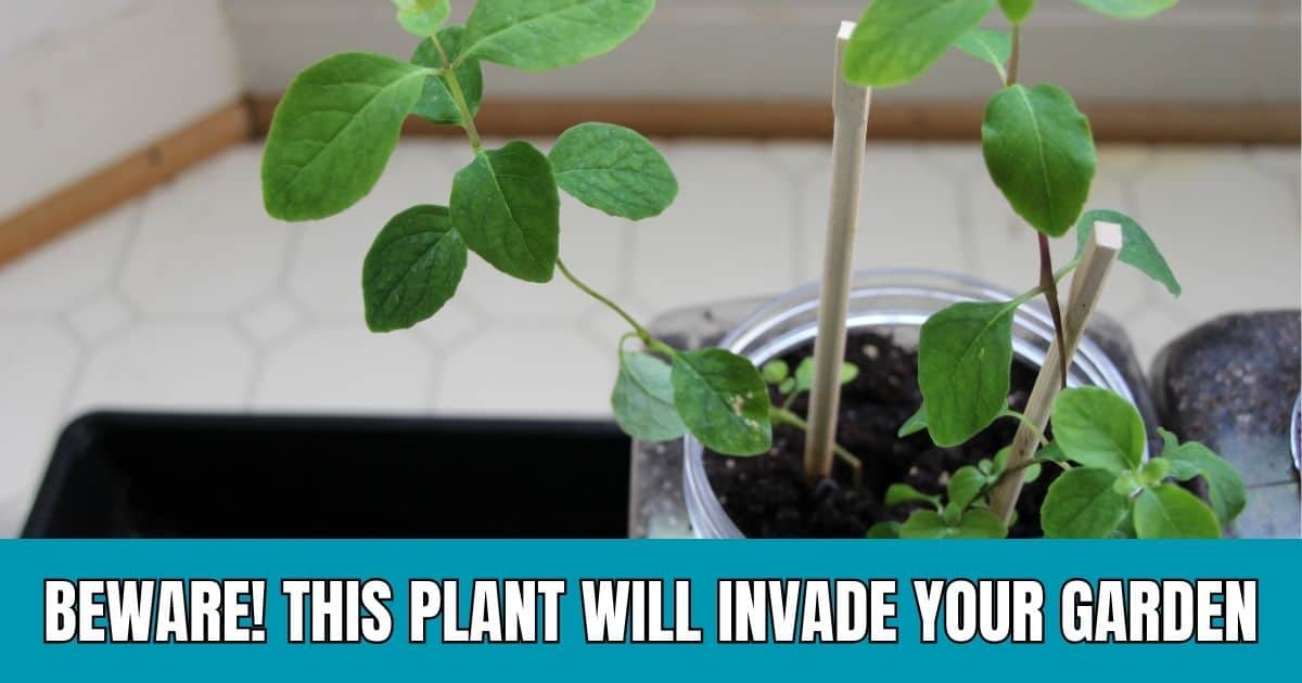 Homeowner’s Cautionary Tale: Avoid Planting This Common Garden Herb ...