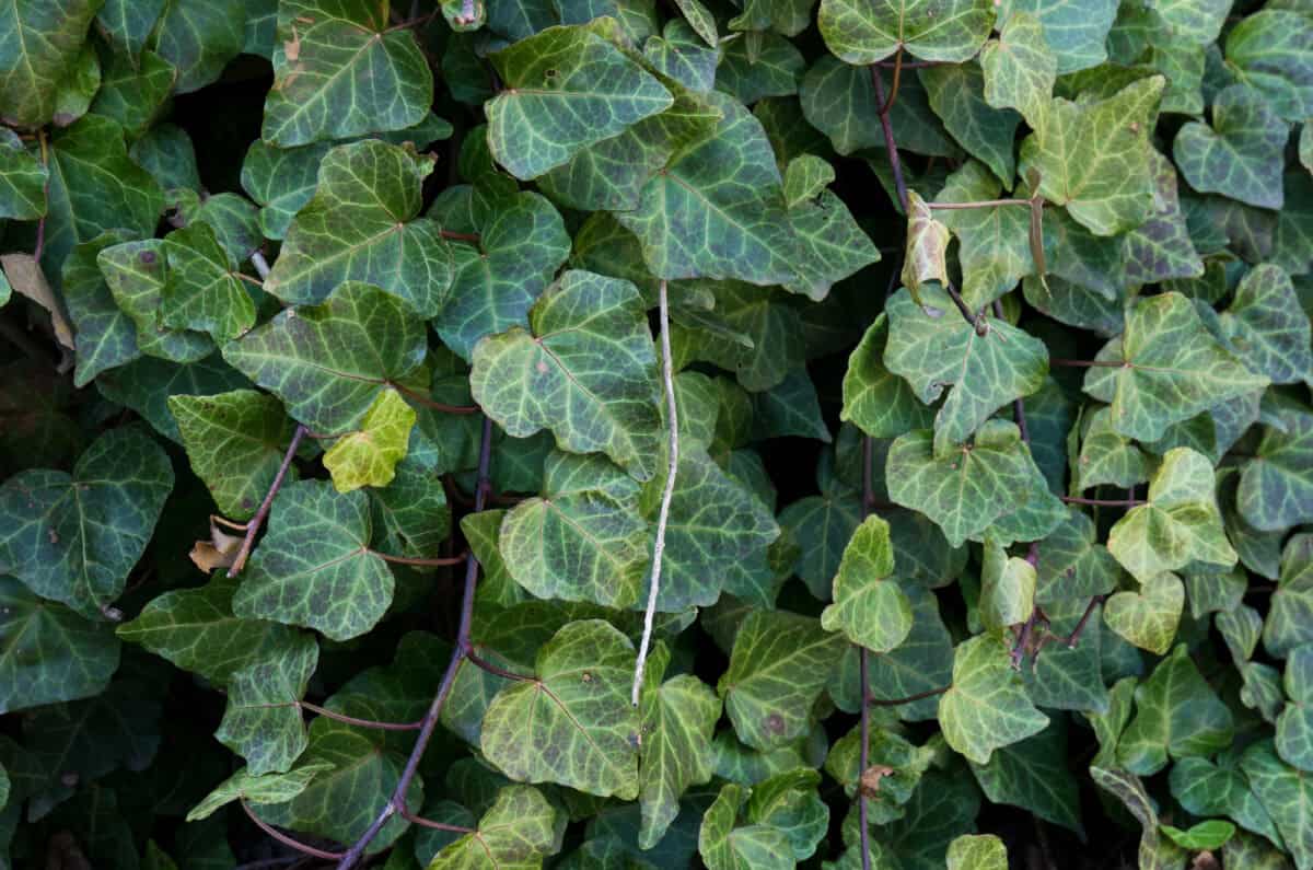 6 Reasons Your English Ivy Is Not Growing - Gardening Mentor